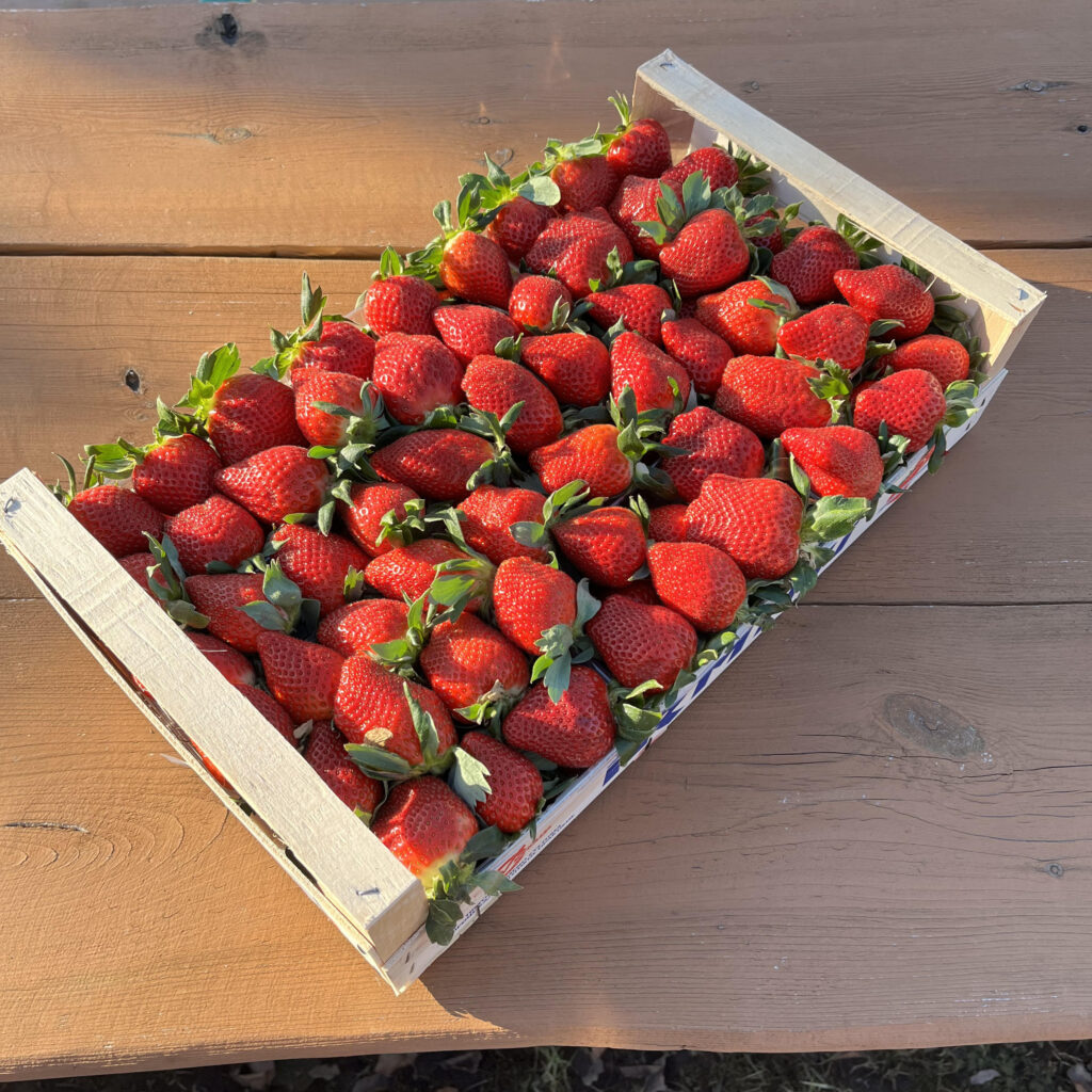 Maasikas 5kg kast - 🍓EatFresh